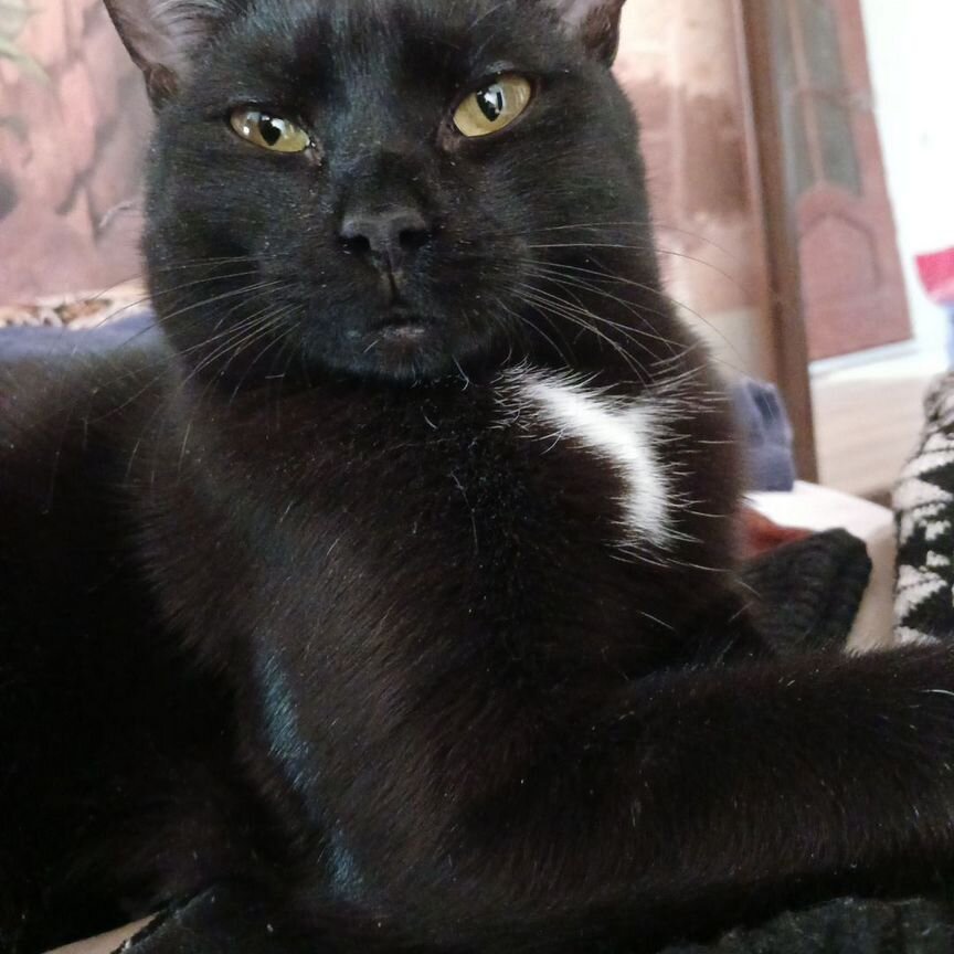 Кошка ласковая
