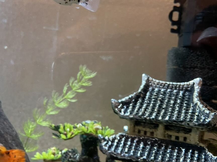 Моллинезия баллон