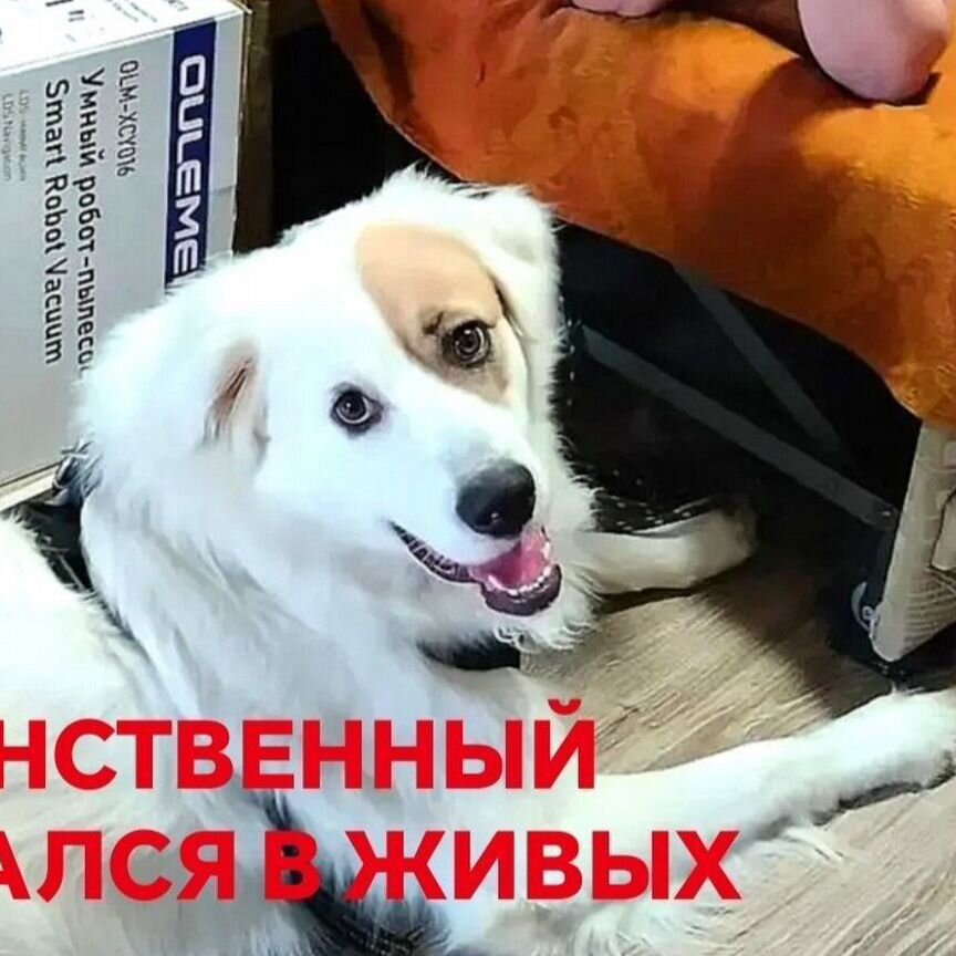 Взрослый пёс в добрые руки