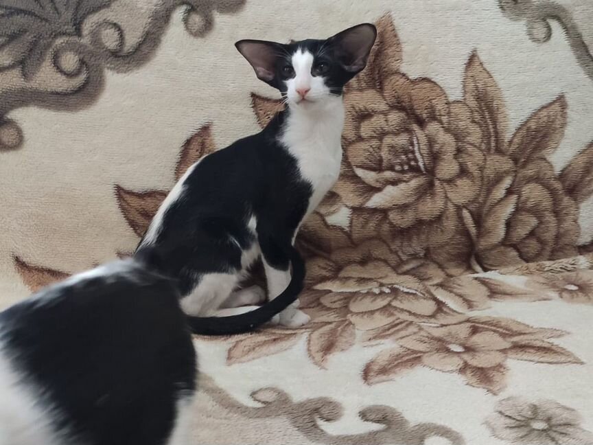 Ушастая милашка