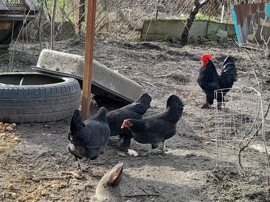 Карликовые куры