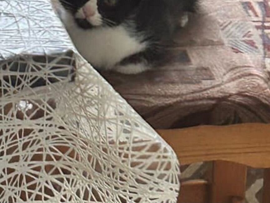 Шотланский котенок
