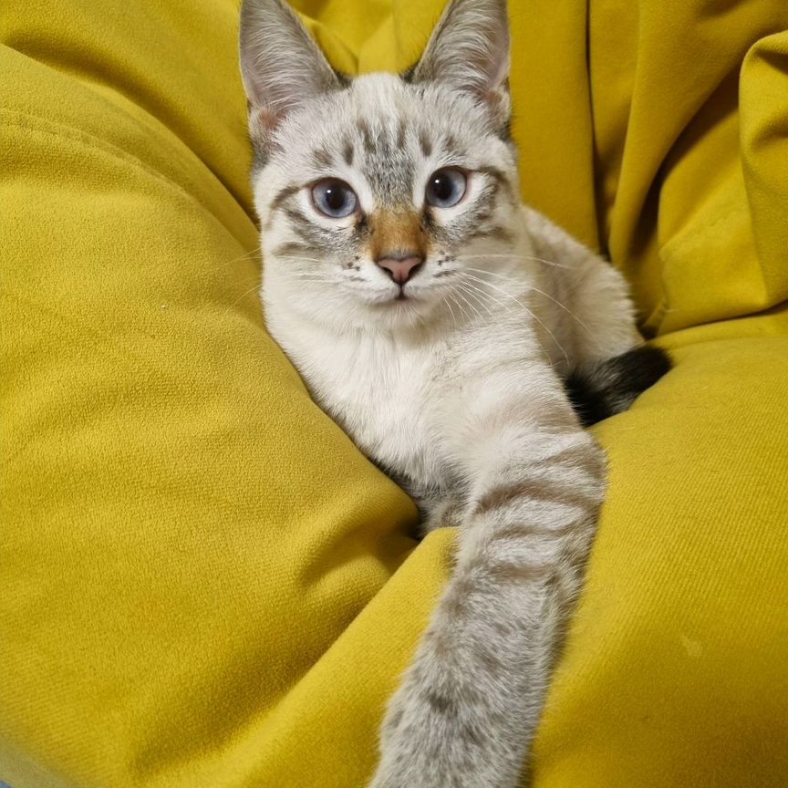 Кошка