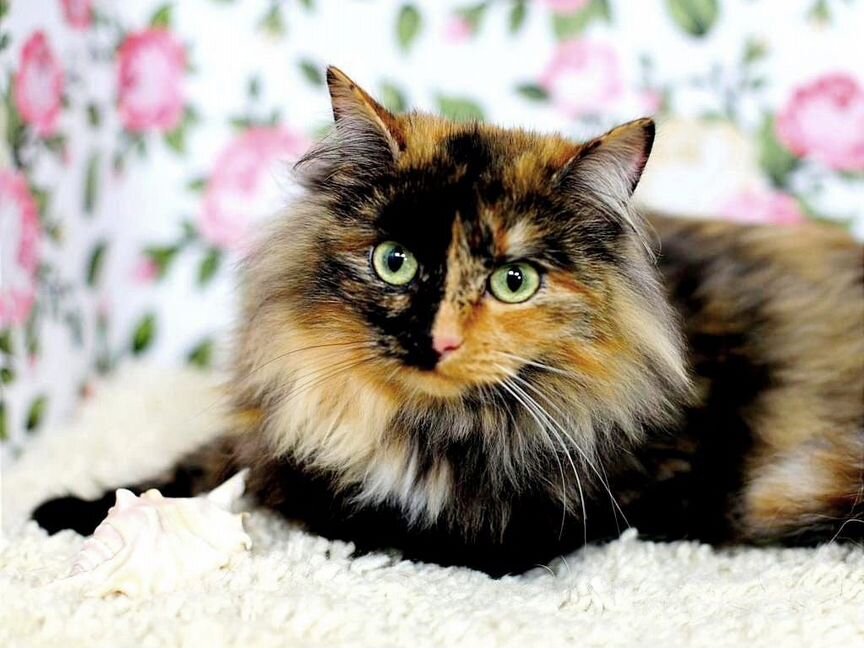 Кошечка Жасмин ищет любящих мам и пап