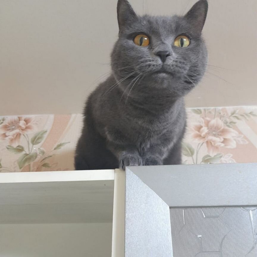 Кошечка