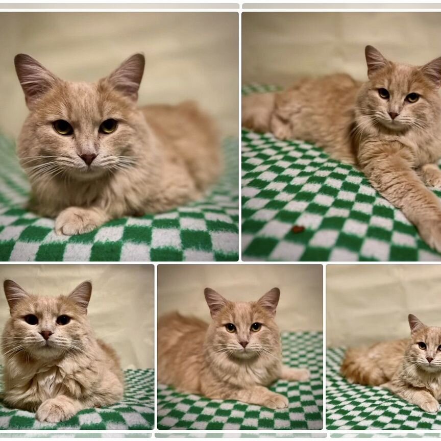 Сибирский, взрослый кот