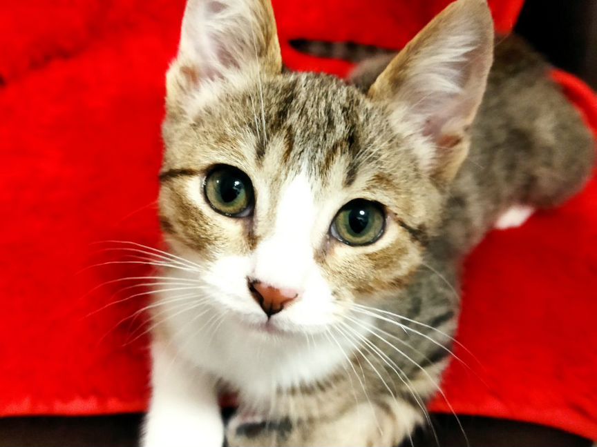 Котик 3,5 мес