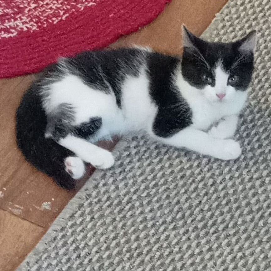 Котёнок в добрые руки