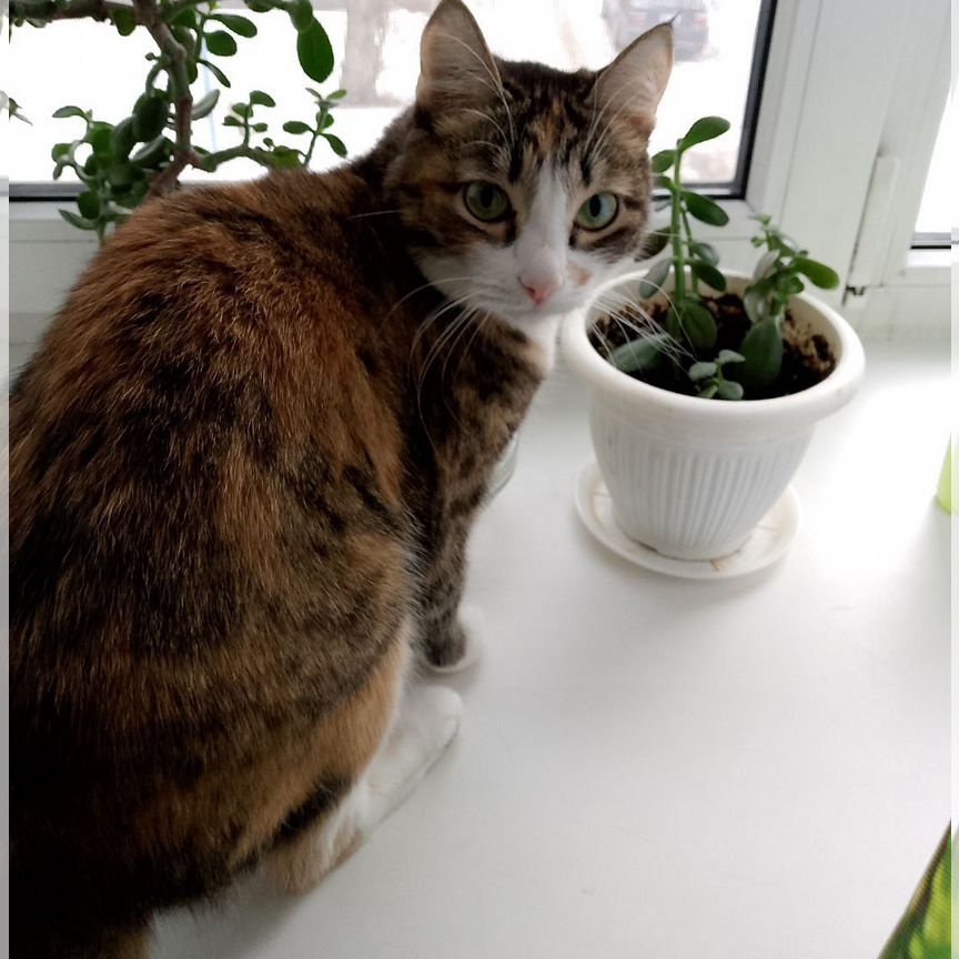 Взрослая, кошка в добрые руки