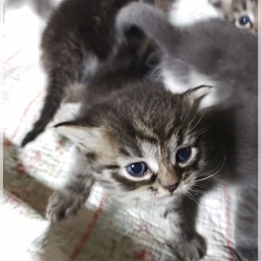 Котёнок в добрые руки