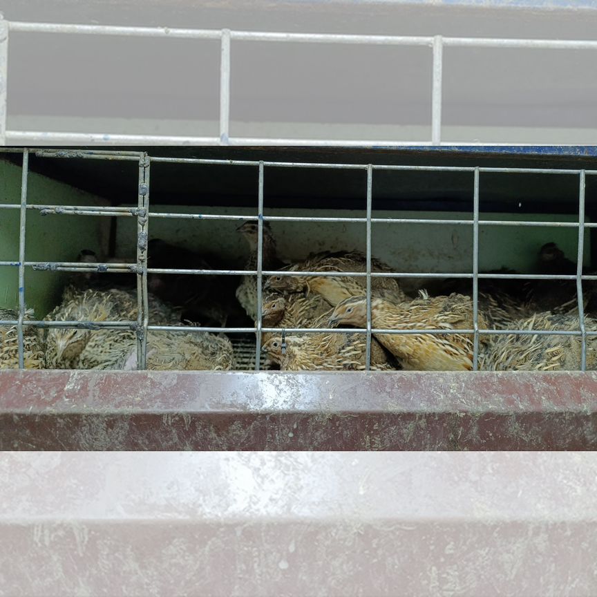 Яйца перепелиные инкубационное