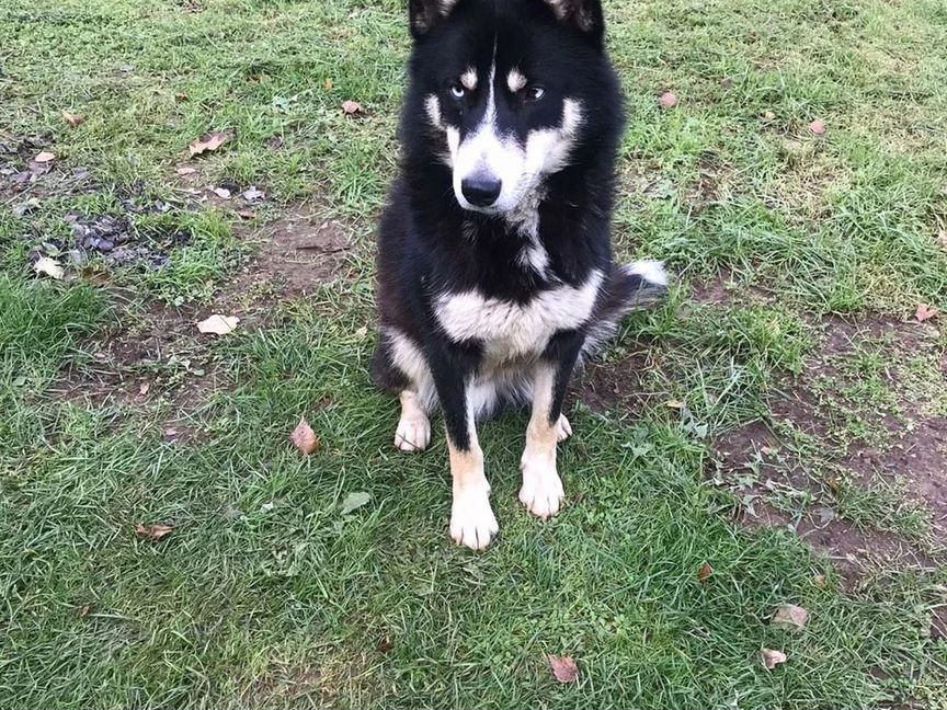 Метис хаски ищет дом