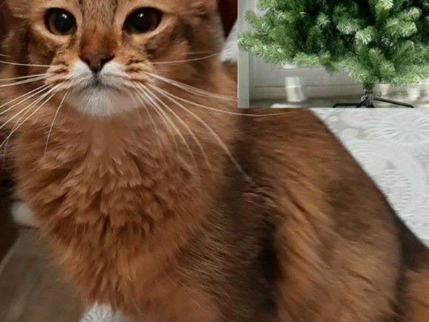 Сомалийская