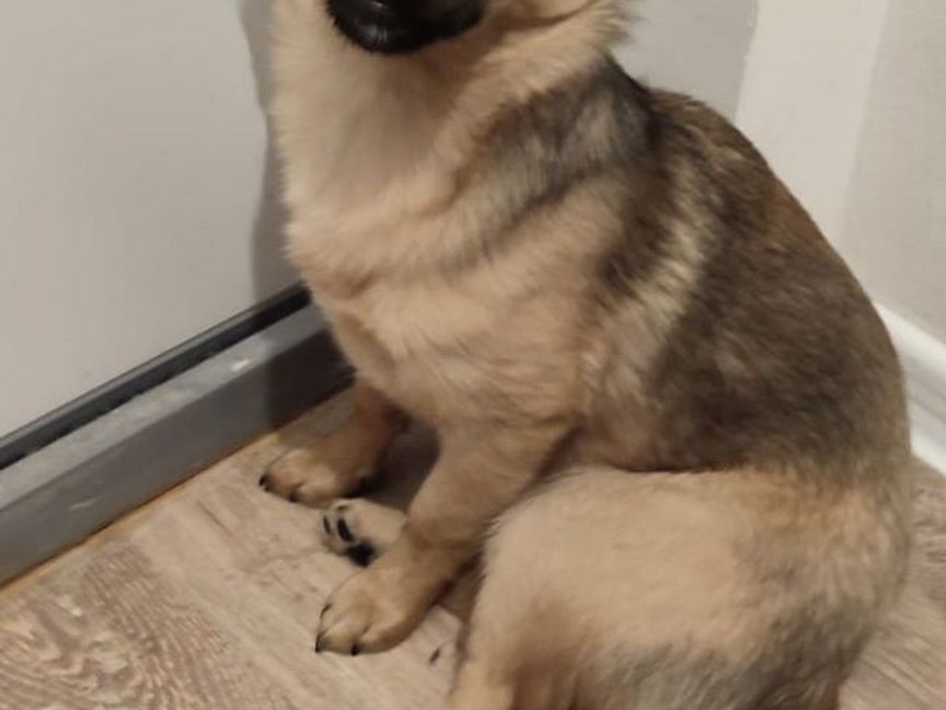 Маленькая собака