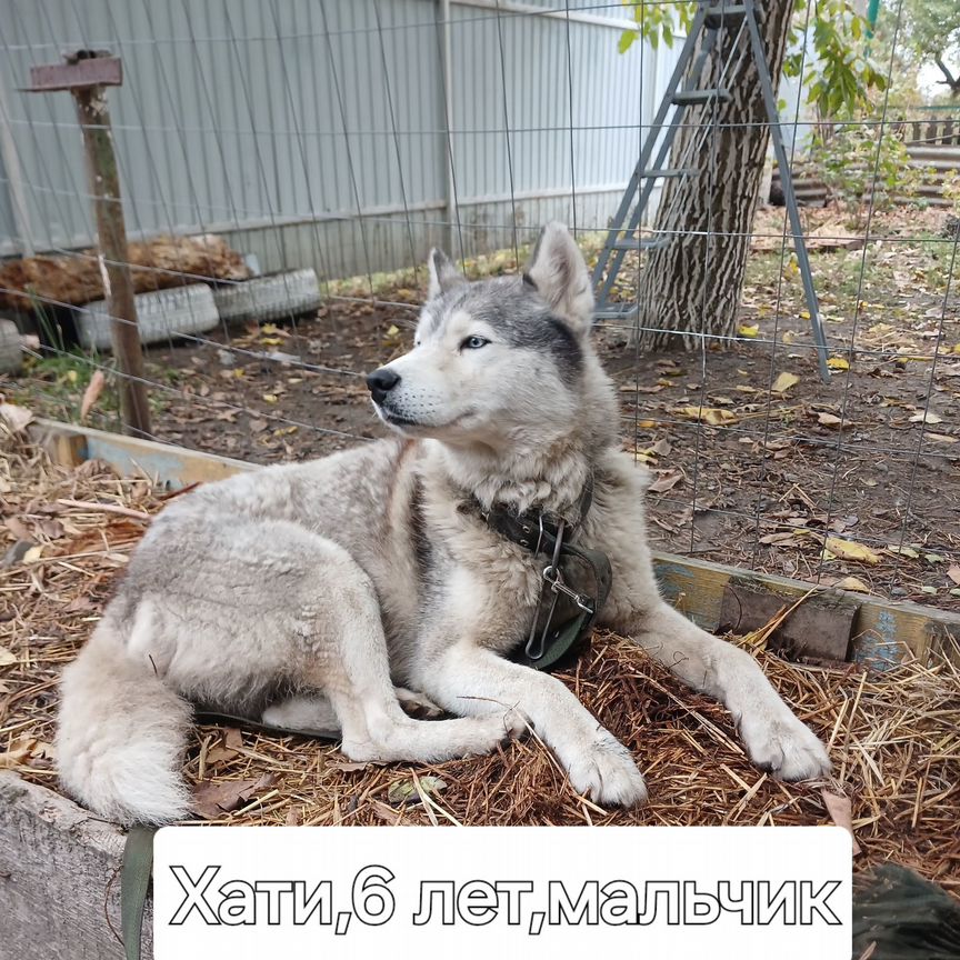 Сибирский хаски