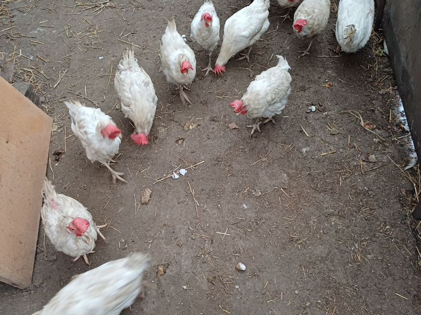 Куры несушки продам (бронь до 12.11.23)