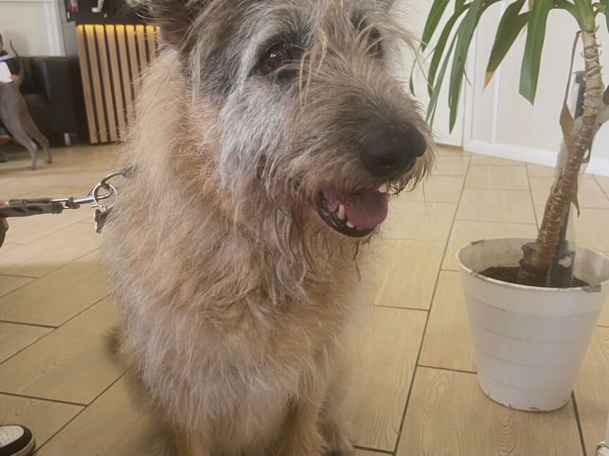 Собака ищет дом