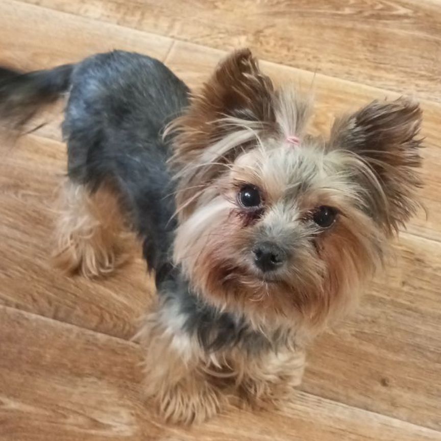 Йоркширский терьер, щенок