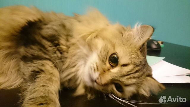 Кошка в дар бесплатно