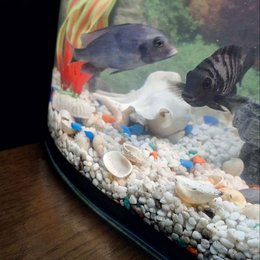 Аквариумные рыбки