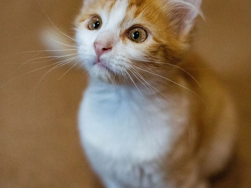 Шикарные рыжике котята в поисках дома