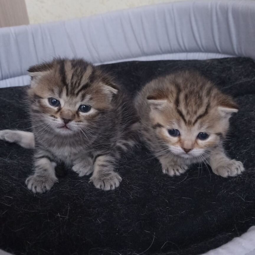 Продаются котята