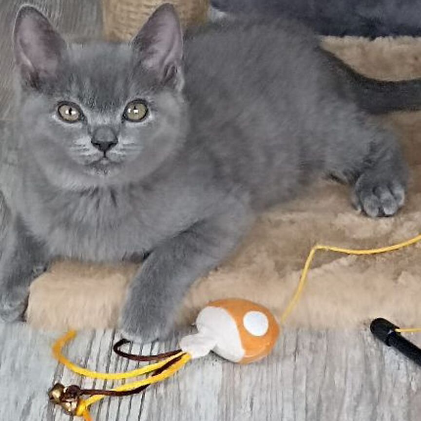 Британские котята короткошерстные