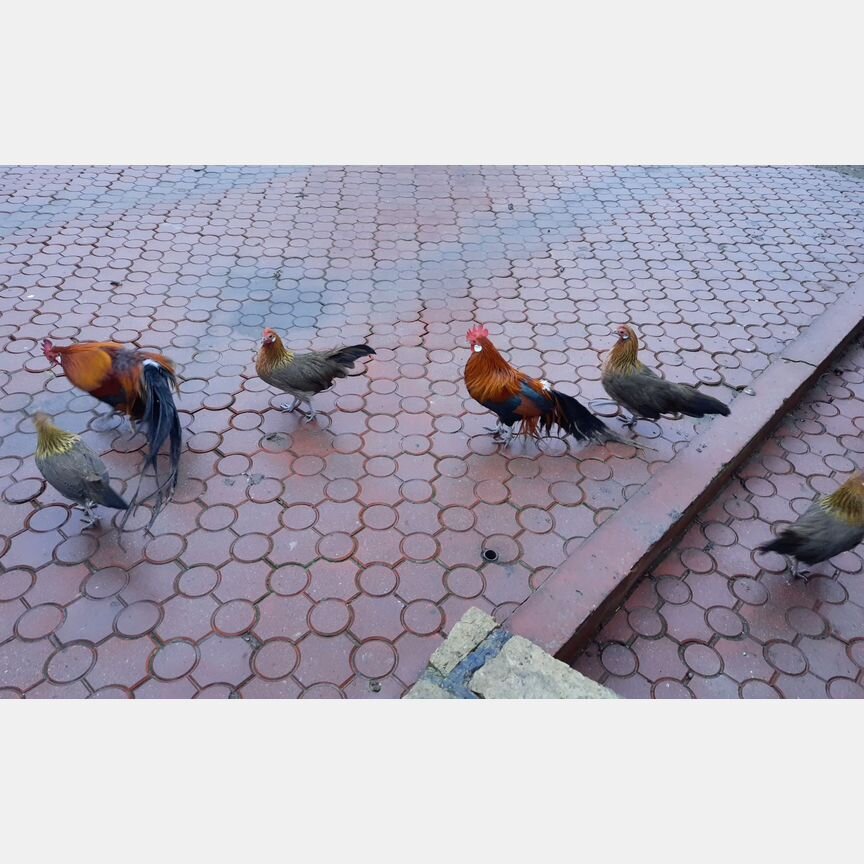 Карликовые куры феникс