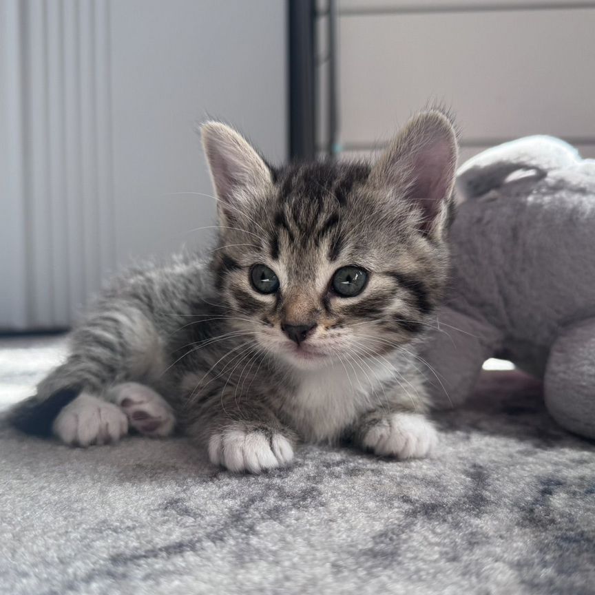 Сибирский котёнок