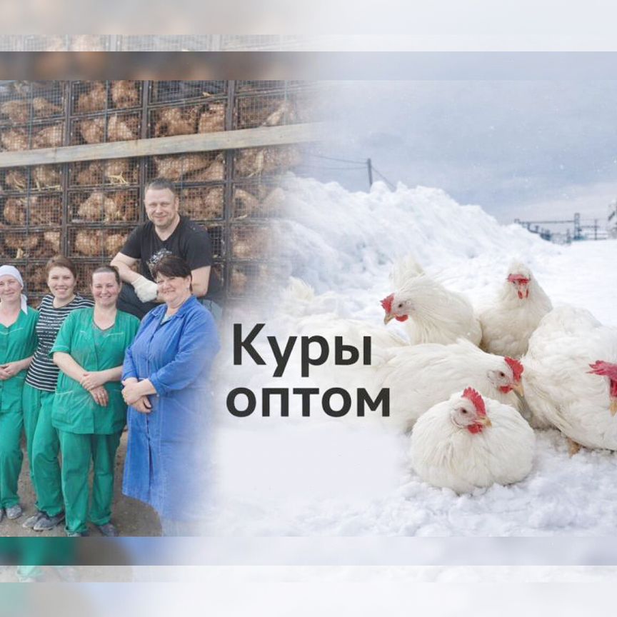 Куры рыжие, куры белые