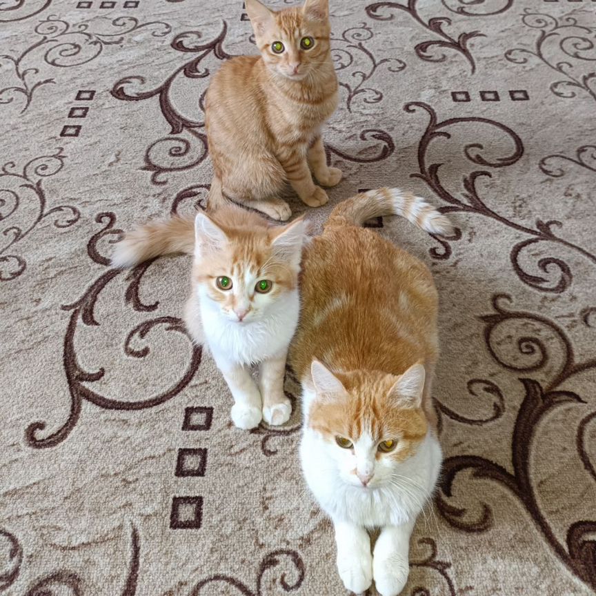 Эльф котёнок