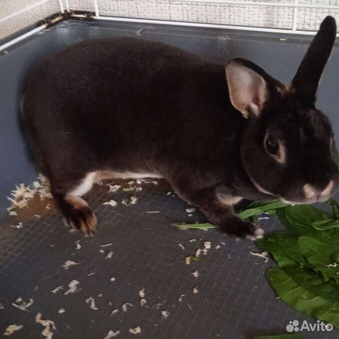 Вязка декоративного кролика рекса