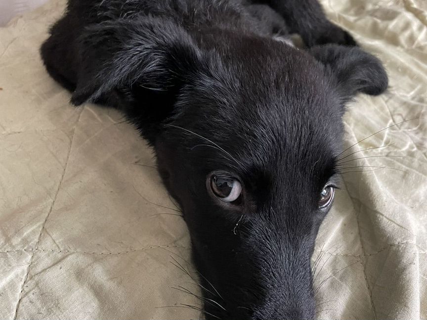 Собачка в хорошие руки