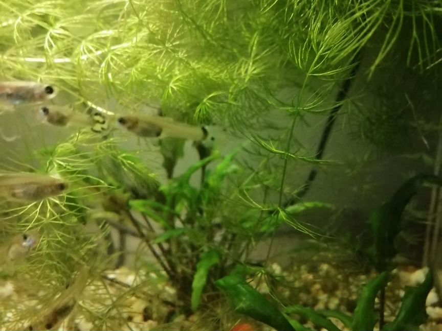 Рыбки гуппи