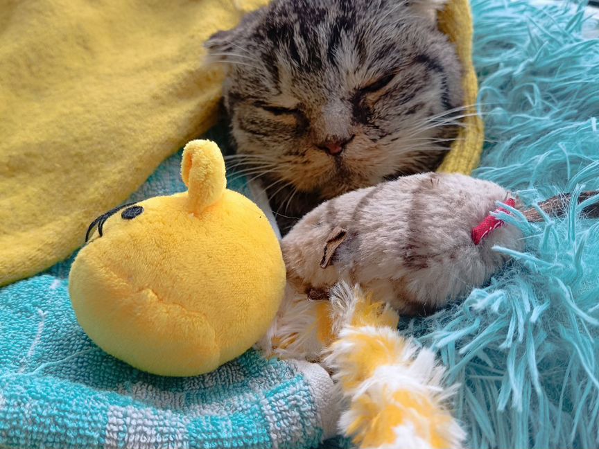 Кошка шотландская