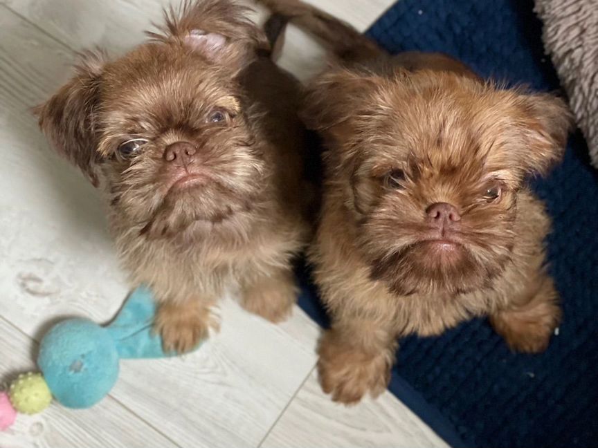 Гриффон шоколадный соболь