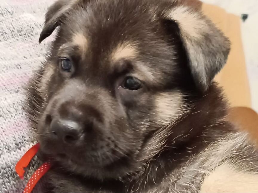 Восточноевропейская овчарка