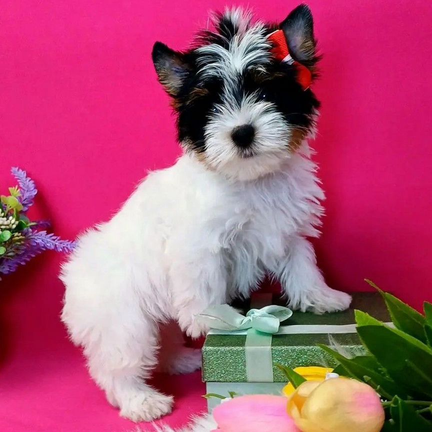 Бивер-йоркширский терьер, щенок