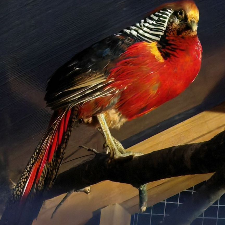 Фазаны с вольером