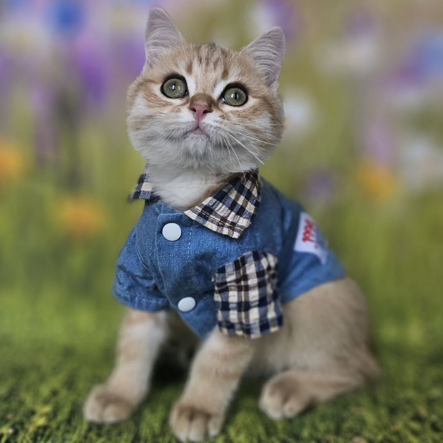 Манчкин котёнок