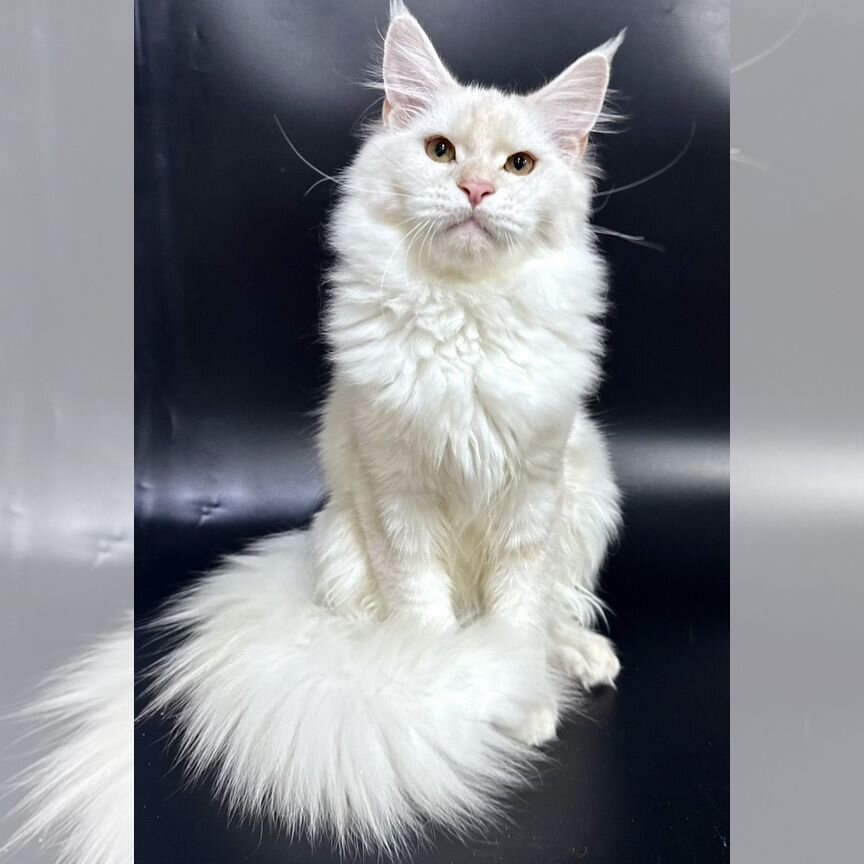 Мейн-кун котёнок