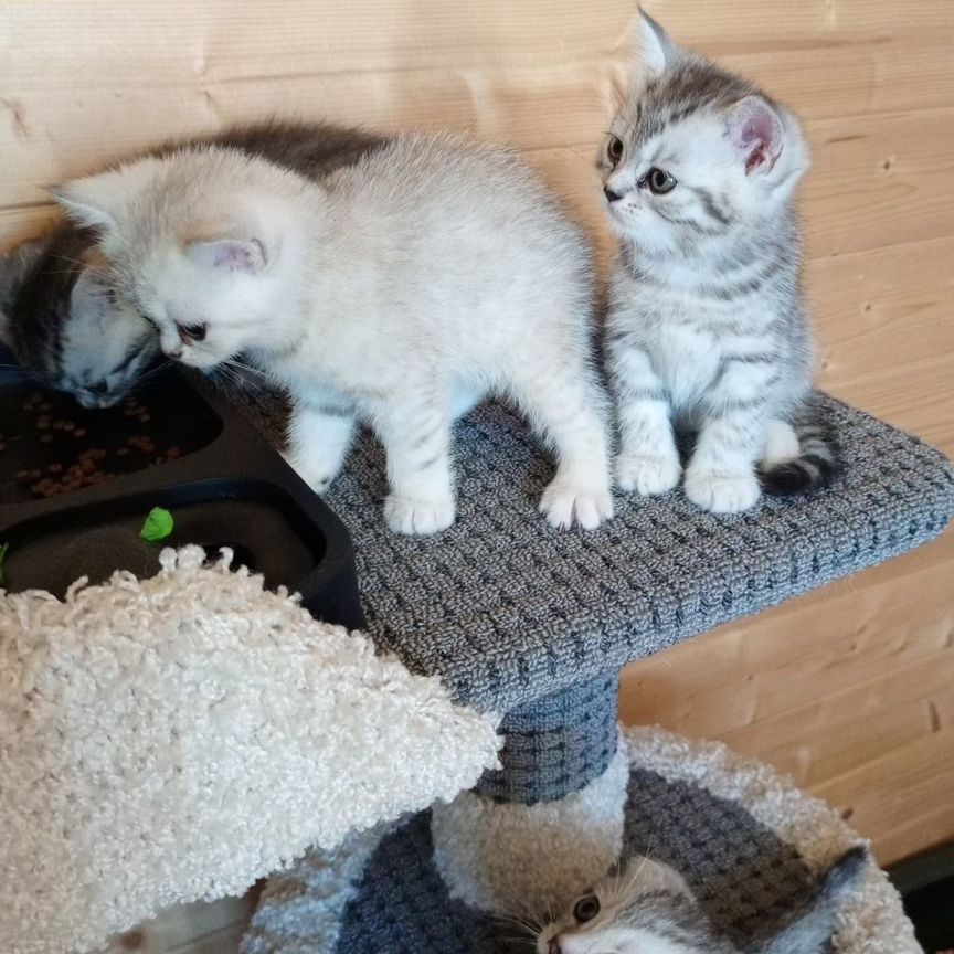 Шотландские вислоухие котята