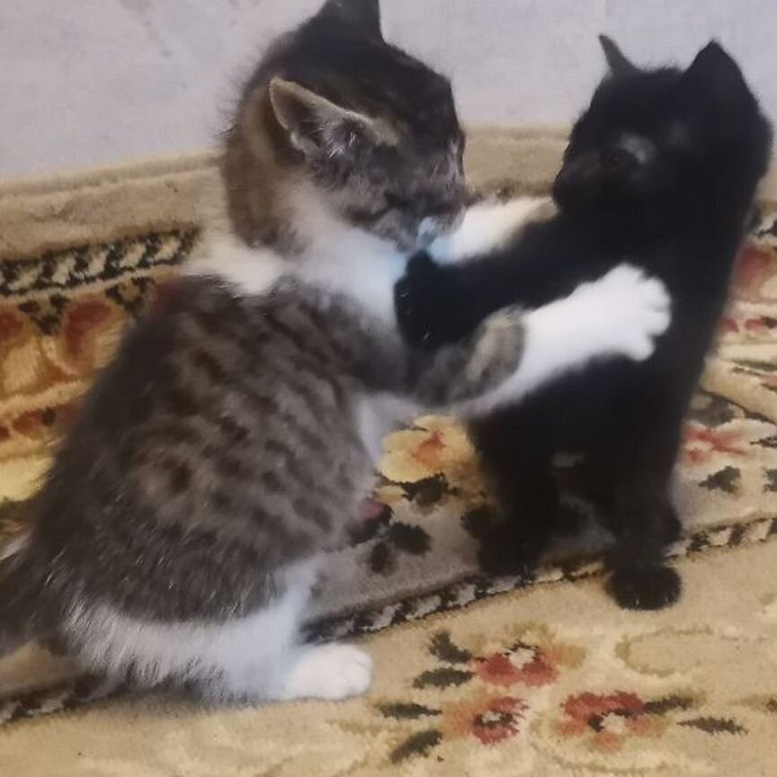 Котята. 3 девочки и один мальчик