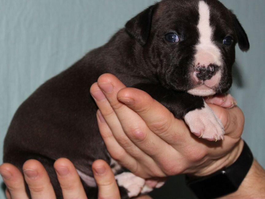 Стаффордширский терьер щенки с документами