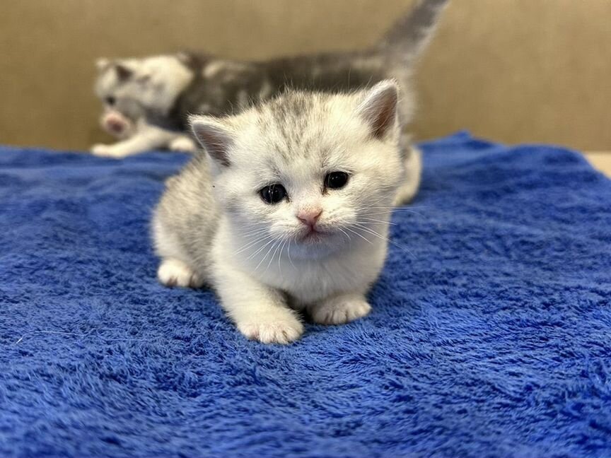 Шотландские котята