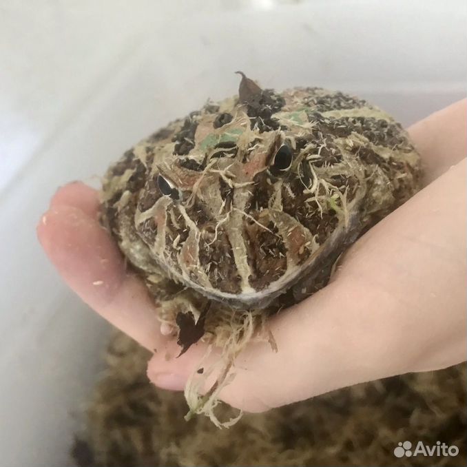 Чакские рогатки