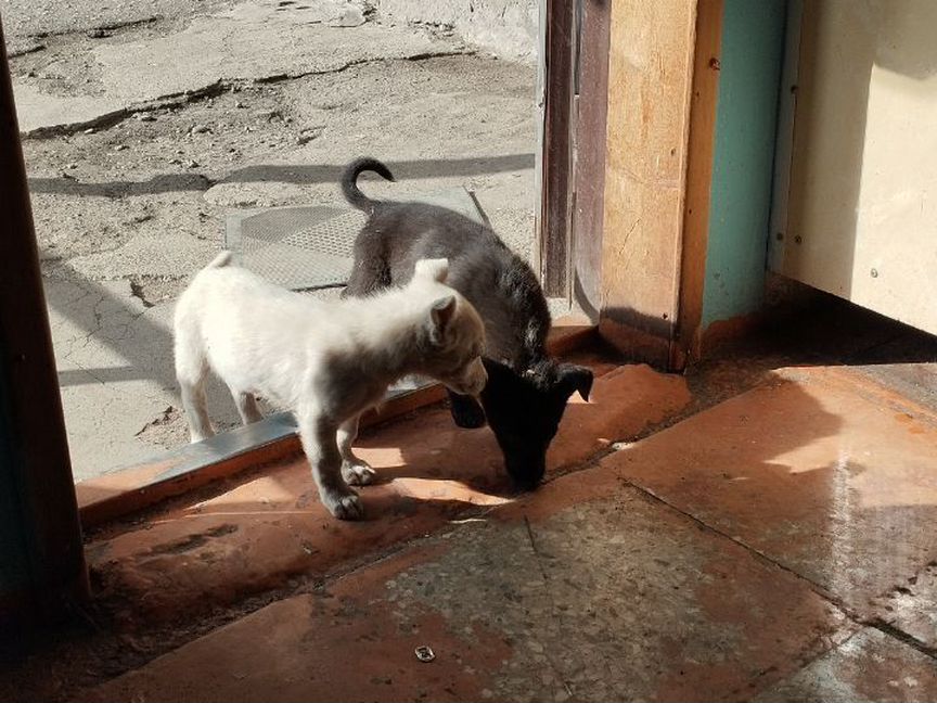 Собака в добрые руки щенок