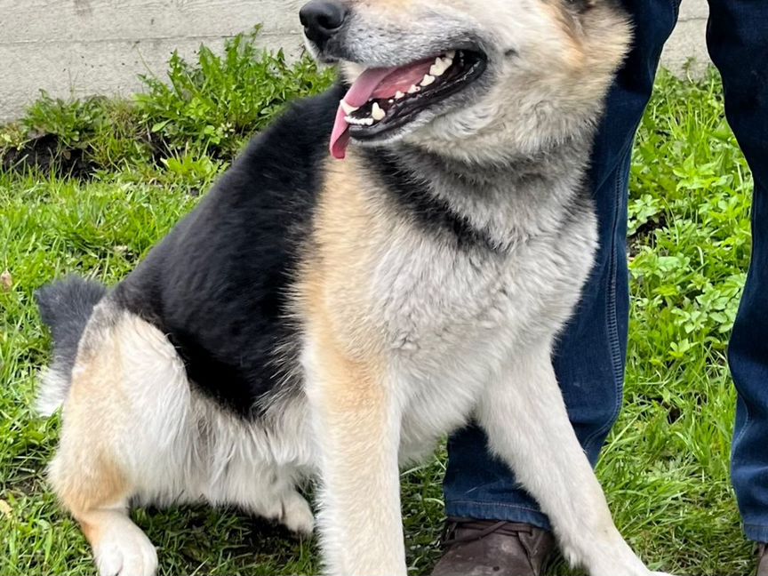 Овчарка в добрые руки