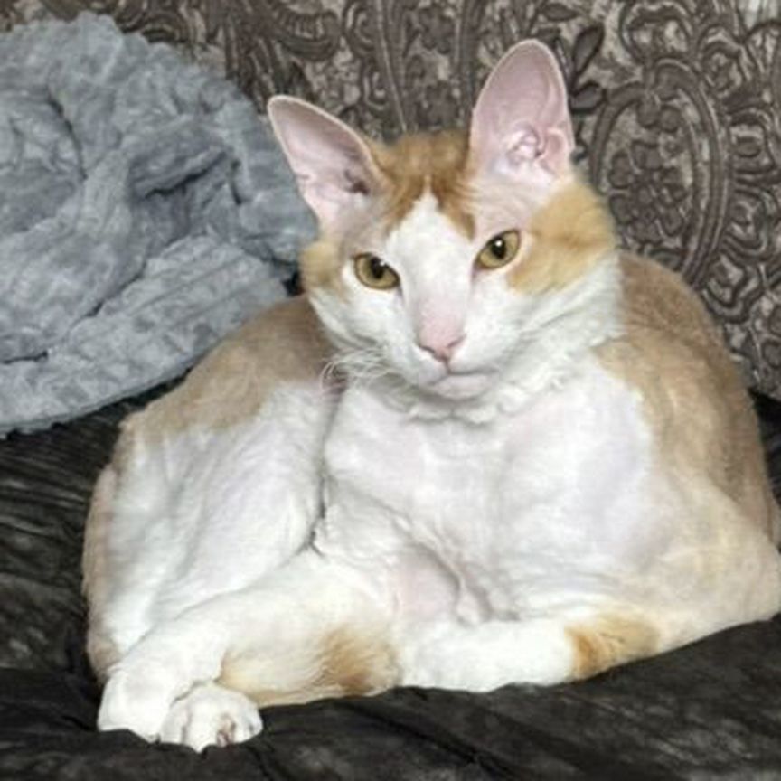 Донской сфинкс, взрослый кот