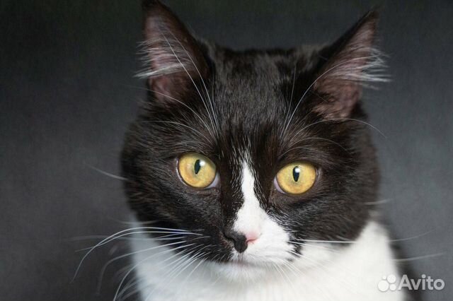 Ласковая кошка Мона ищет семью